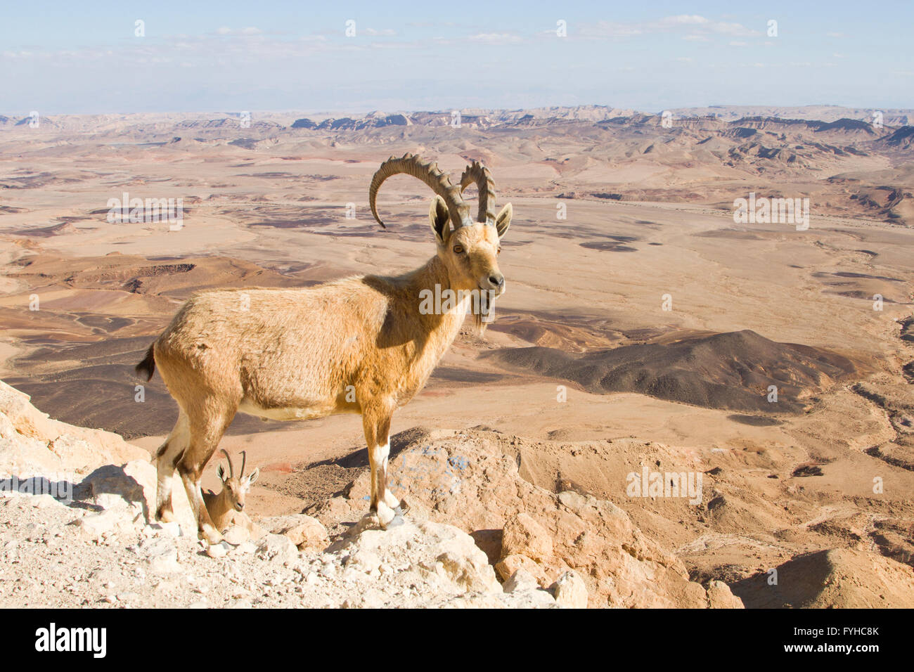 Male Nubian Ibex (Capra ibex nubiana), standing on edge of the Ramon ...
