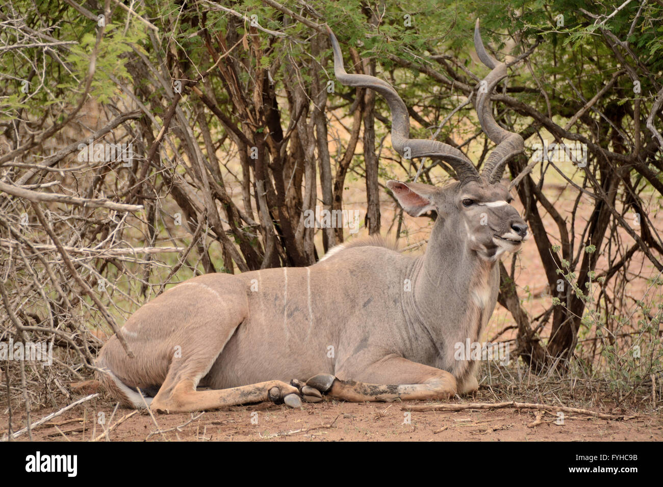Kudu bull with an impressive set of horns lying relaxing on the ground ...