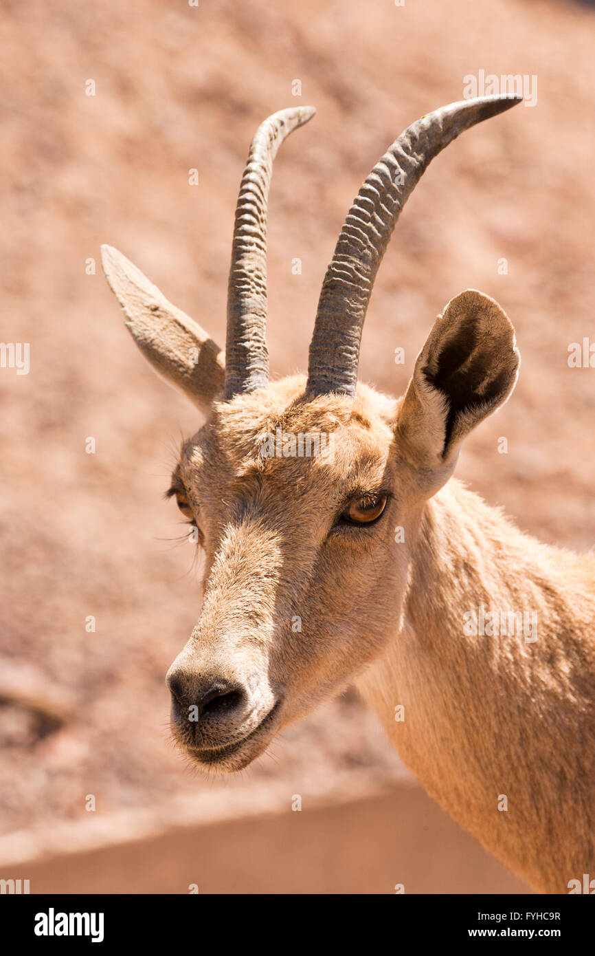 Nubian Ibex Nubian Ibex (Capra Nubiana) Photo Collection — Wildlife