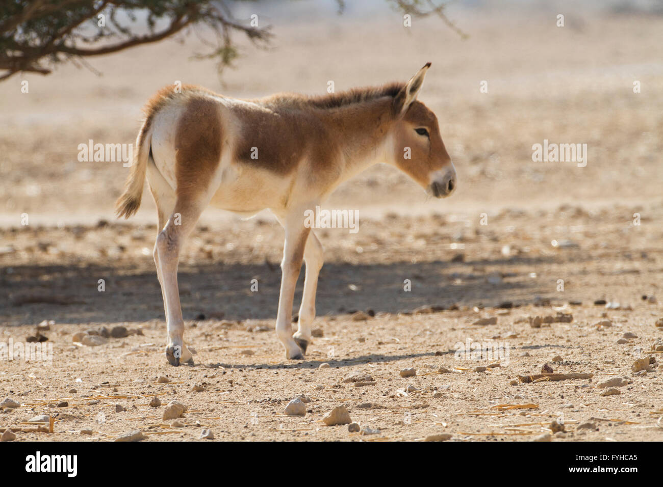 Onager (Equus hemionus). Part of a breeding nucleus of Wild Asian Asses ...