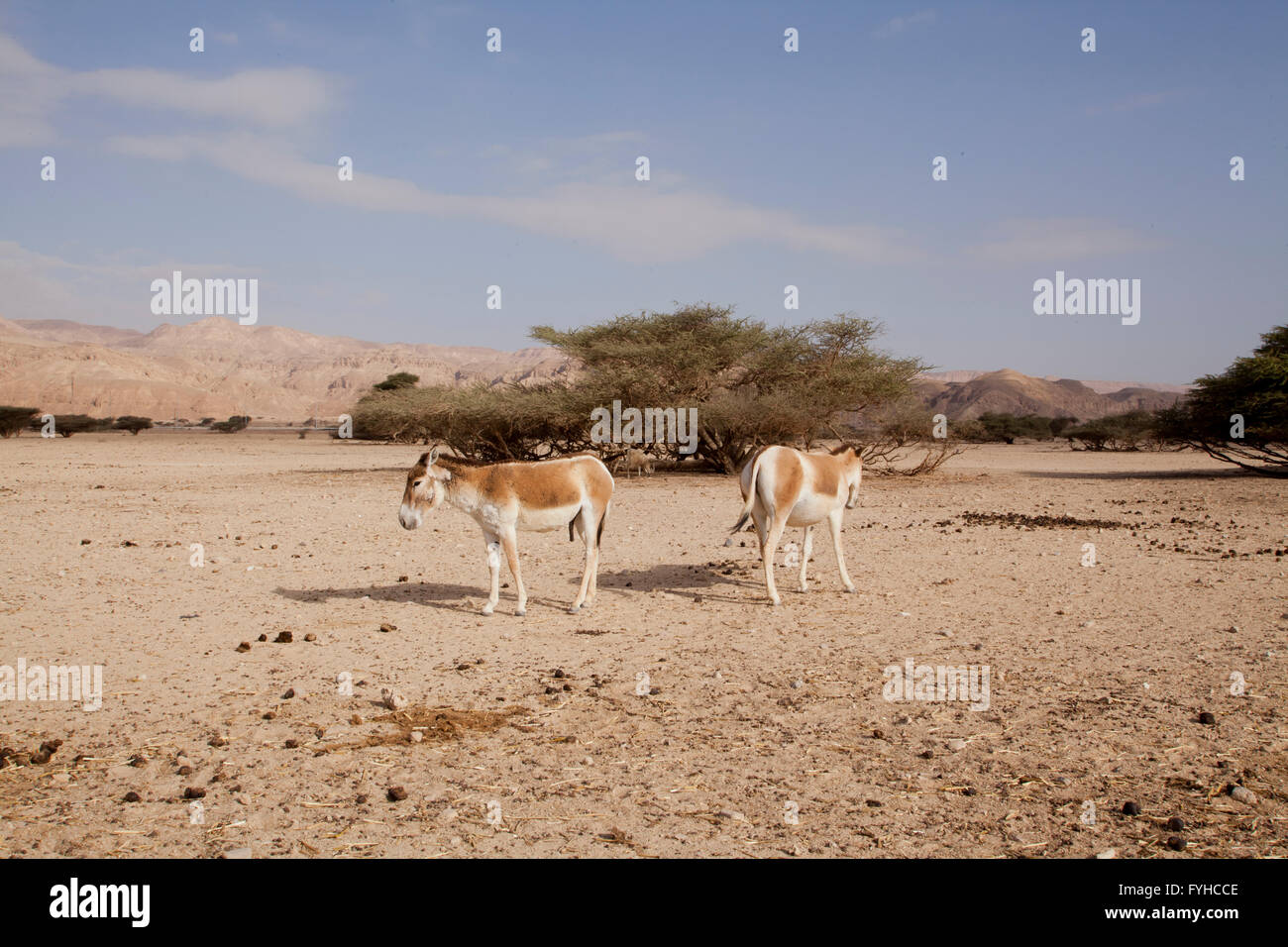 Onager (Equus hemionus). Part of a breeding nucleus of Wild Asian Asses ...