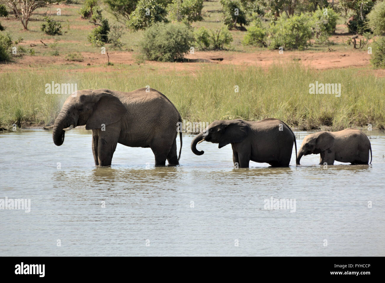 African Elephant breeding herd drinking and playing in the water Stock ...