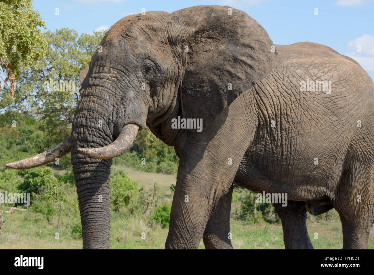 Impressive large African Elephant bull passing by Stock Photo - Alamy