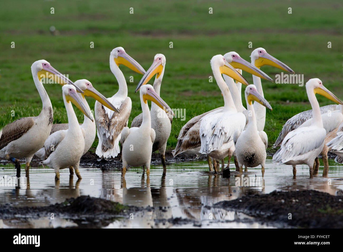 Great White Pelican (Pelecanus onocrotalus) flock in the water, hulla ...