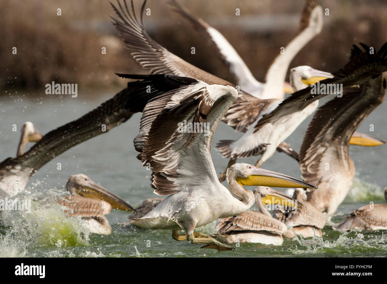 Great White Pelican (Pelecanus onocrotalus) flock in the water, hulla ...