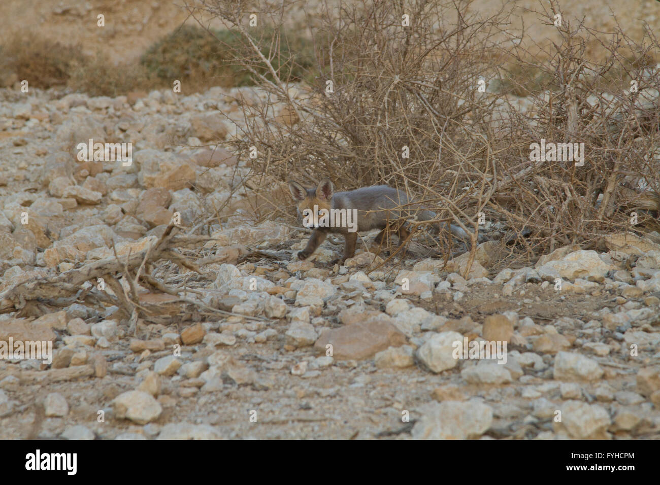 Juvenile Red Fox (Vulpes vulpes). The Red Fox is the largest of the ...