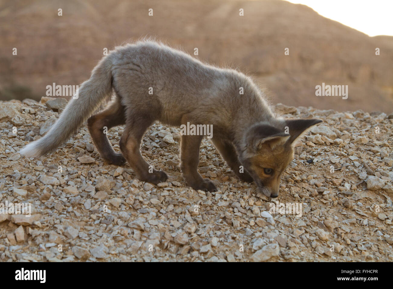 Juvenile Red Fox (Vulpes vulpes). The Red Fox is the largest of the ...