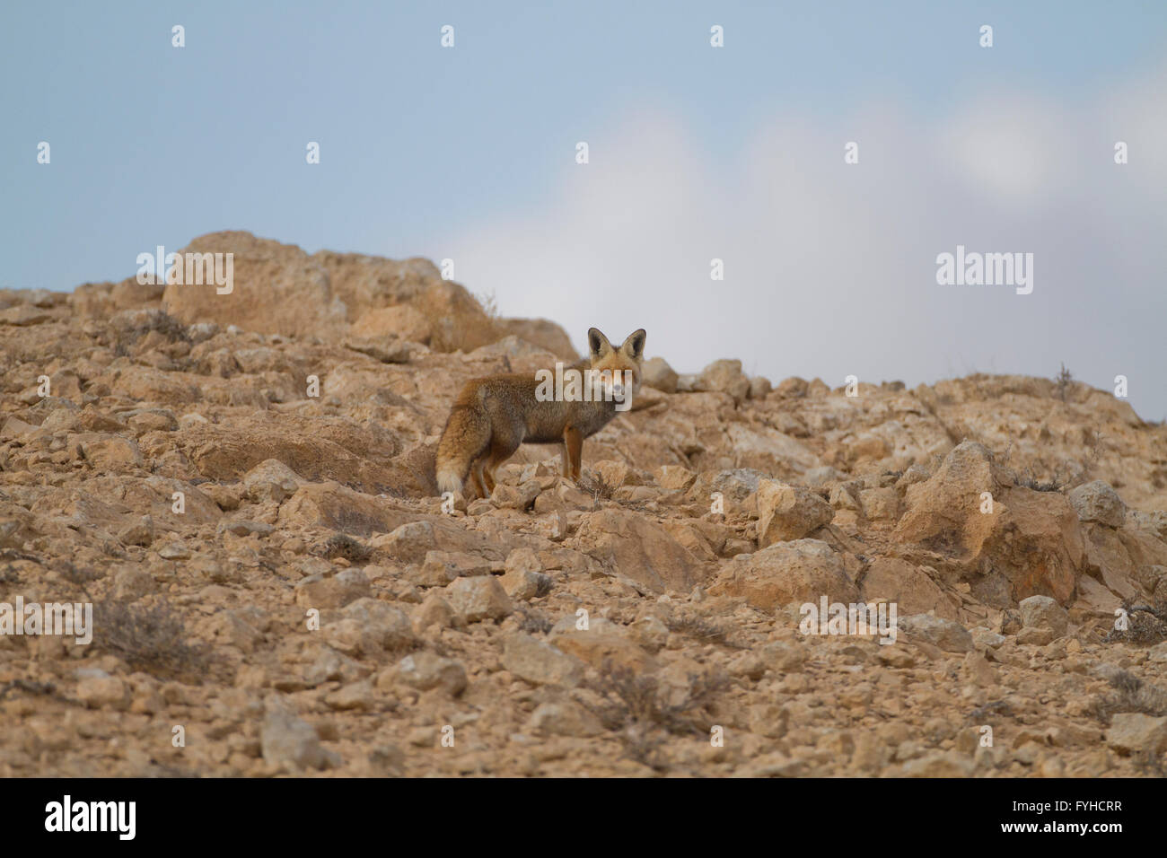 Juvenile Red Fox (Vulpes vulpes). The Red Fox is the largest of the ...