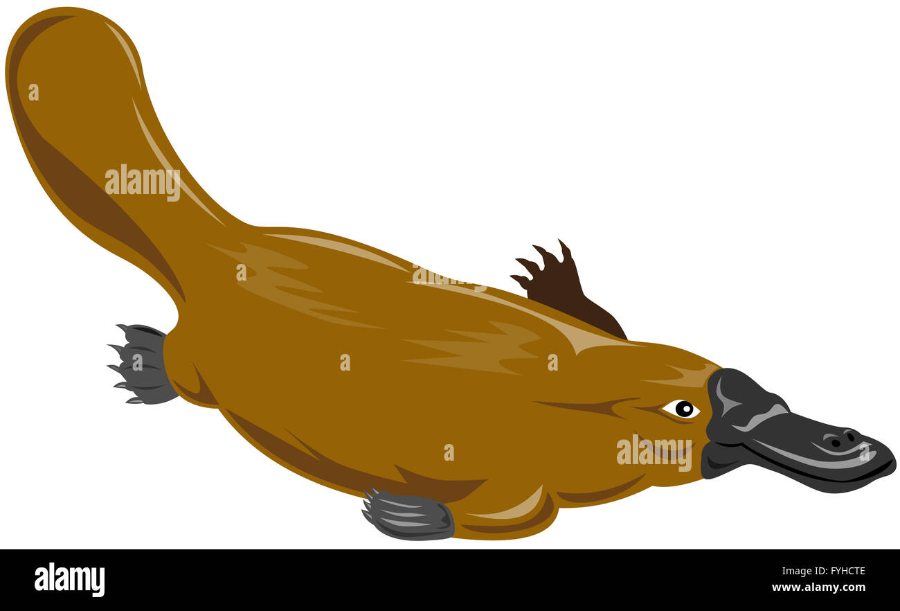 Platypus diving hi-res stock photography and images - Alamy