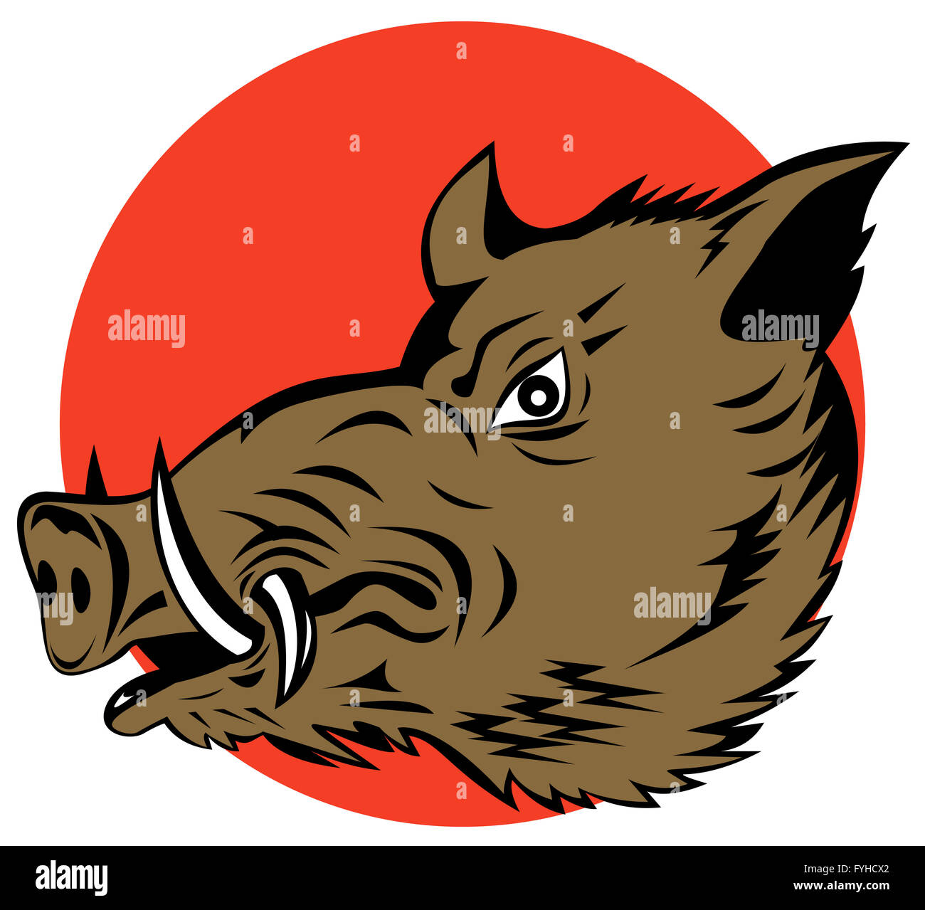 Wild Pig Boar Head Stock Photo - Alamy