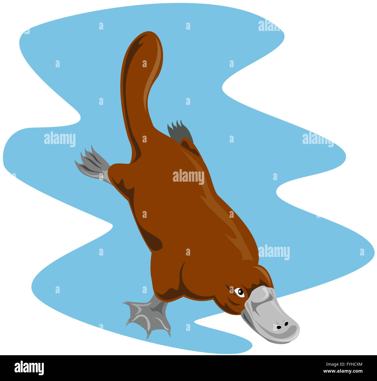 Platypus Swimming Stock Photos & Platypus Swimming Stock Images - Alamy