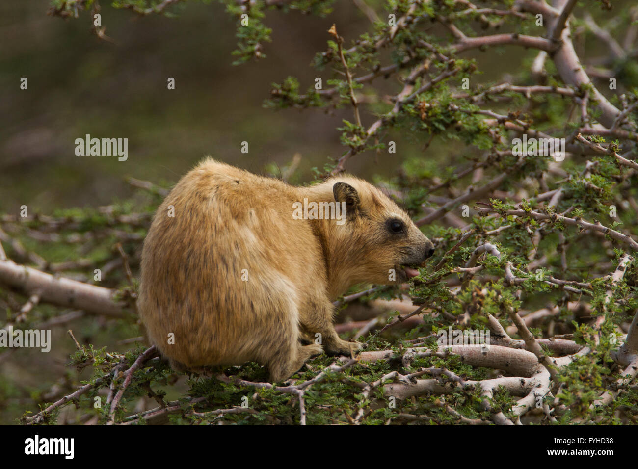 Rock Hyrax, (Procavia capensis syriaca) Photographed in Israel, Judean ...
