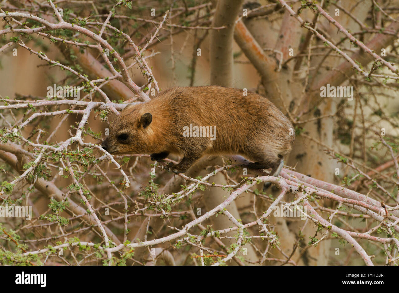 Rock Hyrax, (Procavia capensis syriaca) Photographed in Israel, Judean ...