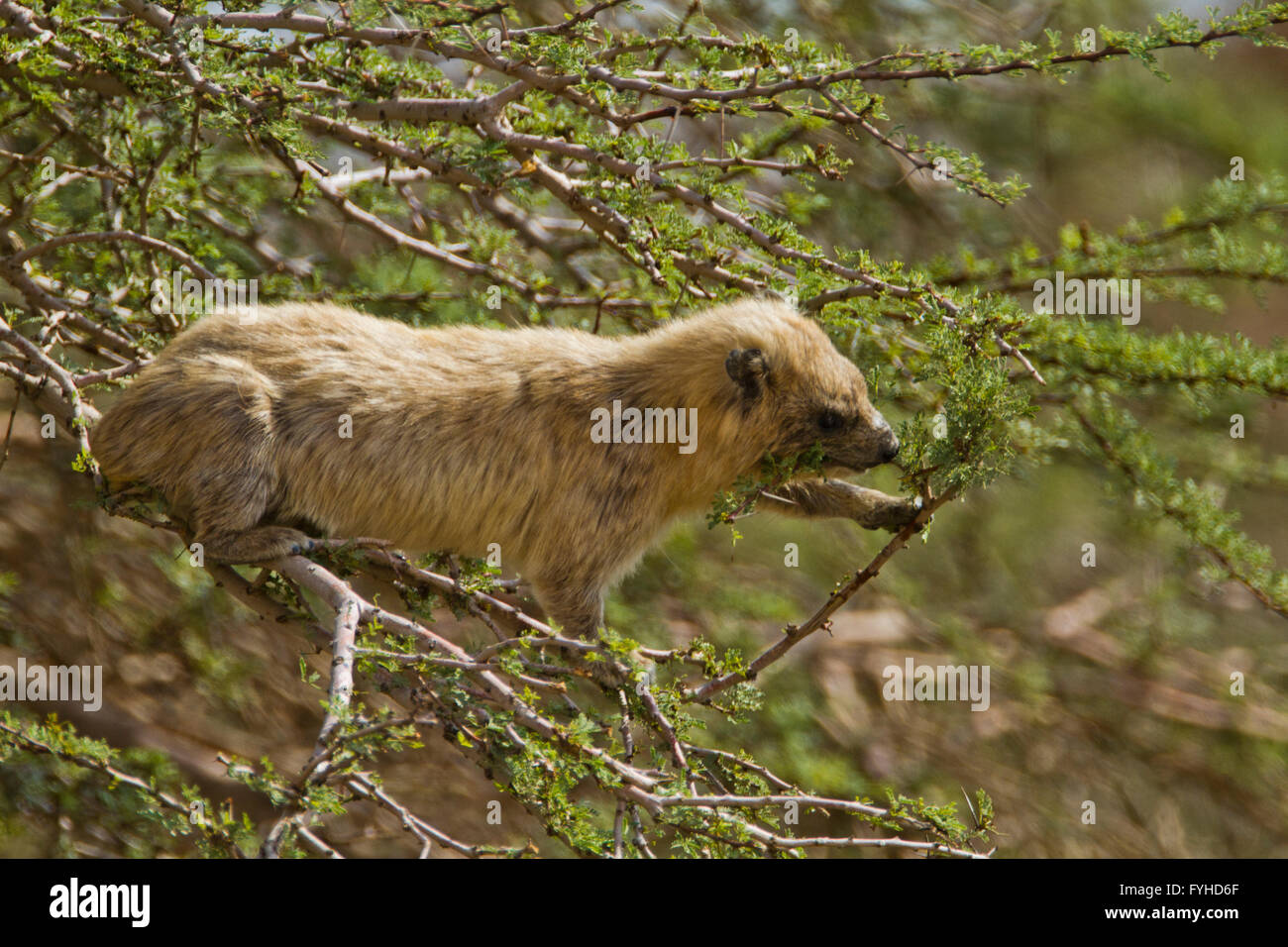 Rock Hyrax, (Procavia capensis syriaca) Photographed in Israel, Judean ...