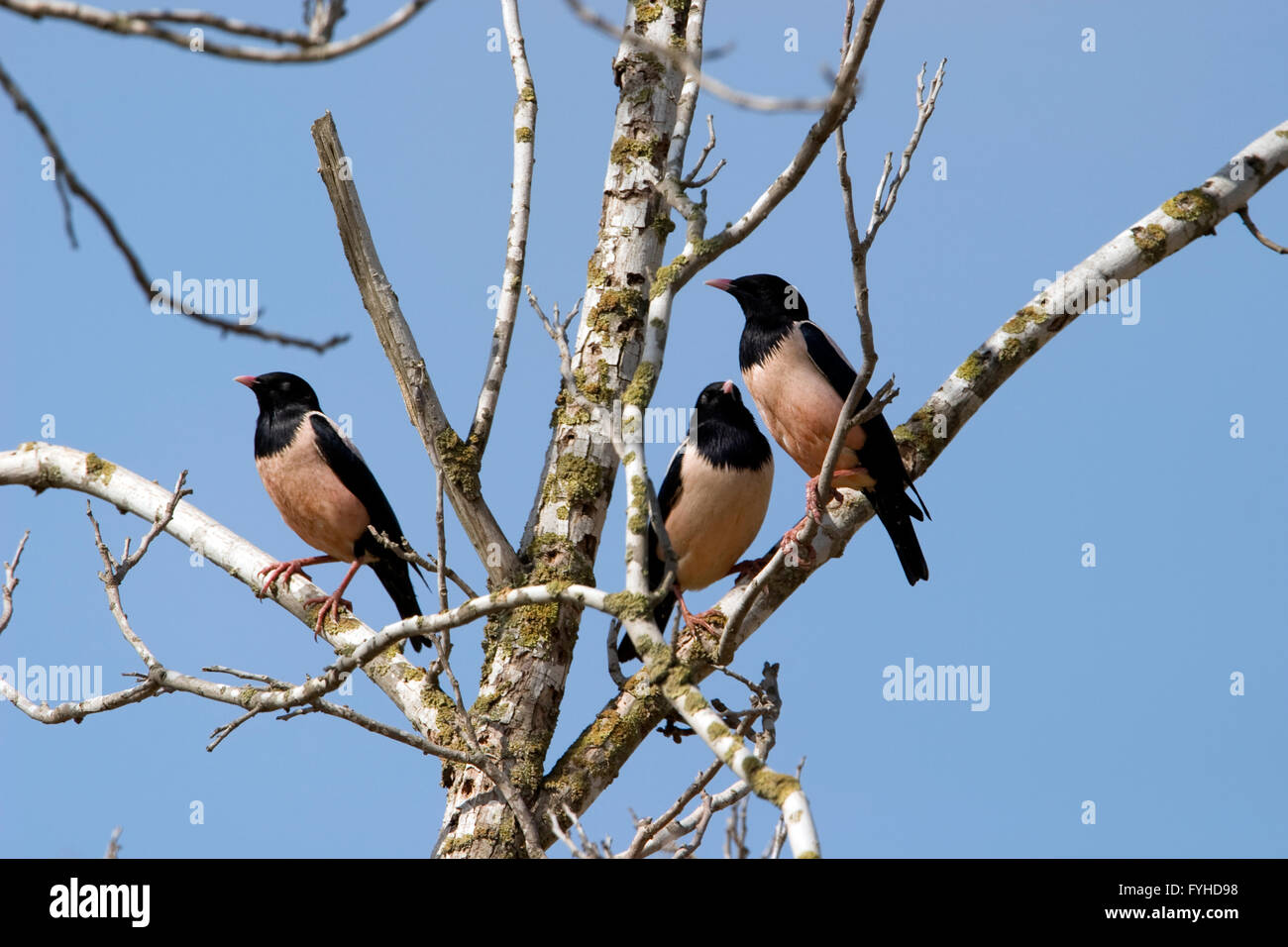 Rosy Starling (AKA Rose-coloured Starling or Rose-coloured Pastor ...