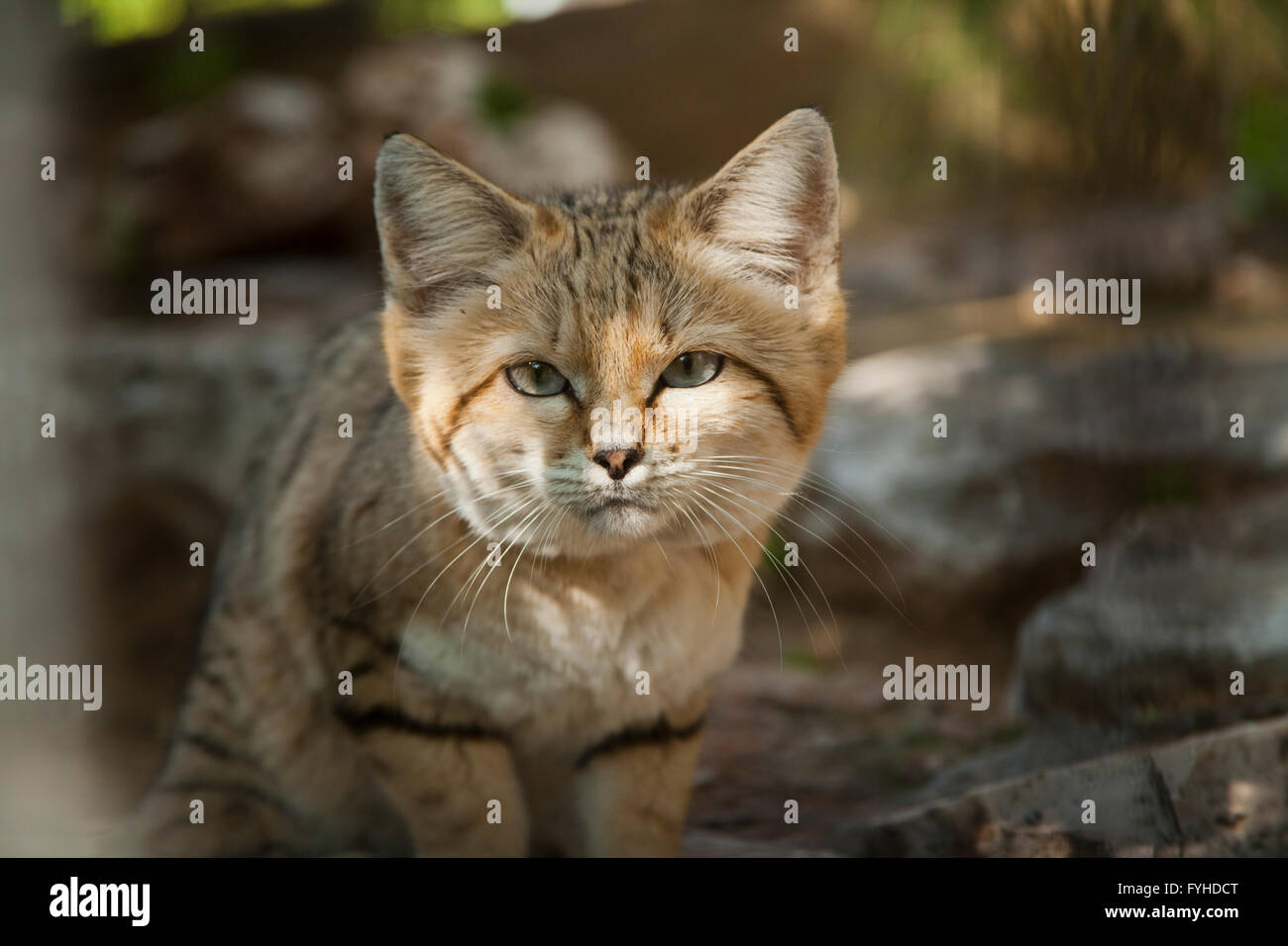 Felis margarita hi-res stock photography and images - Alamy