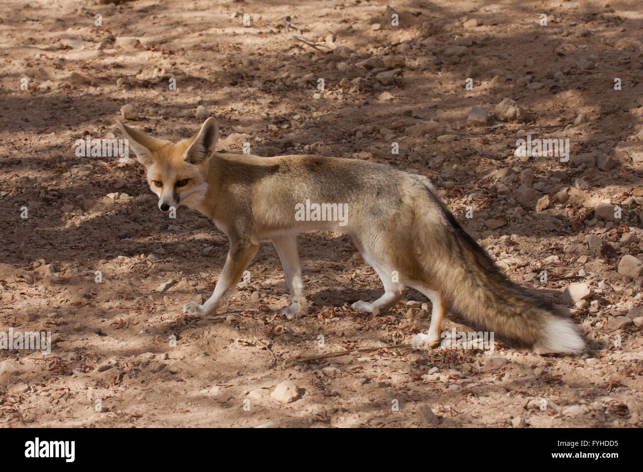Israel, Arava Desert, Rueppell's fox and also called the sand fox ...