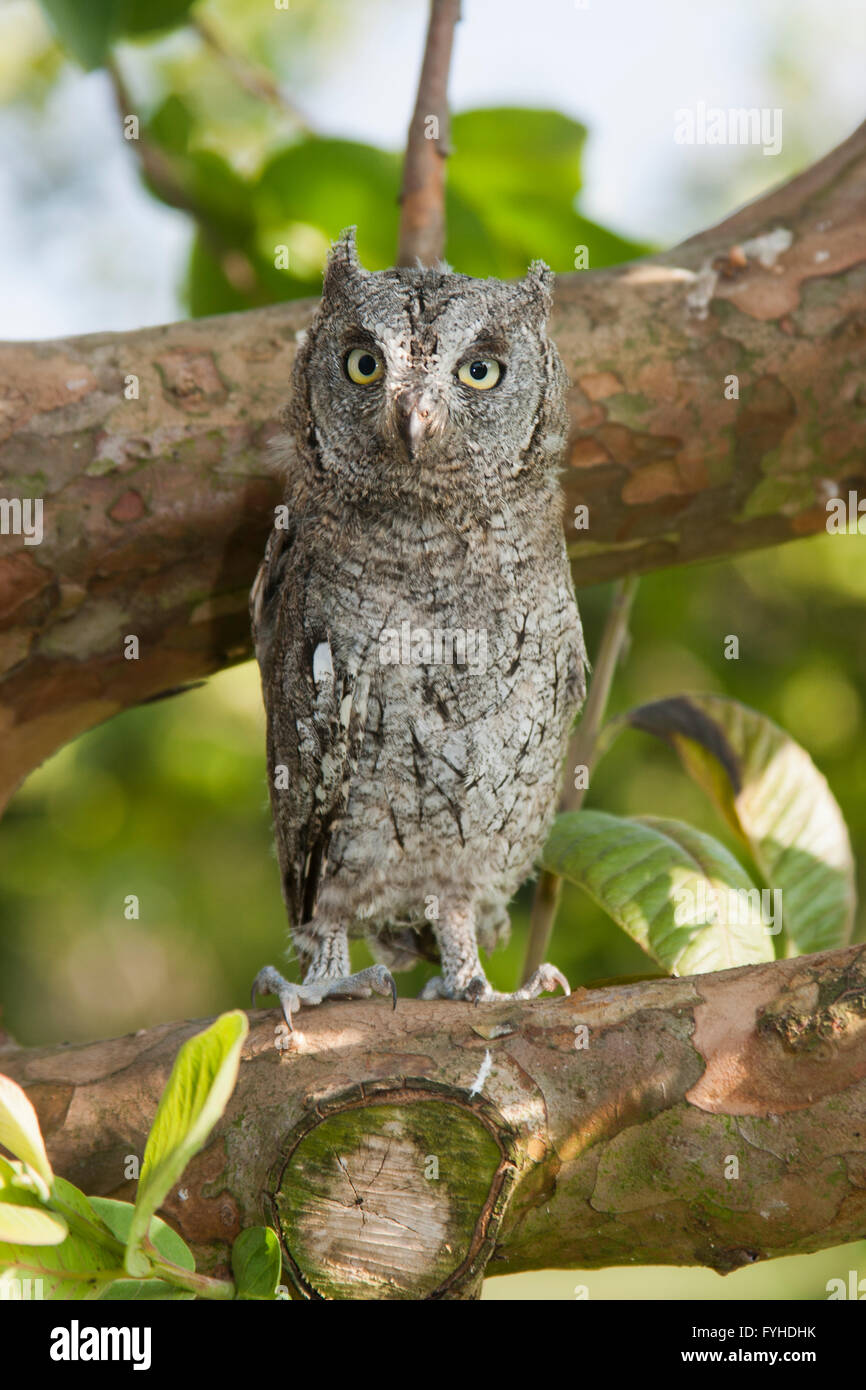 European Scops Owl (Otus scops) on a tree, Hefer valley, Israel Stock ...