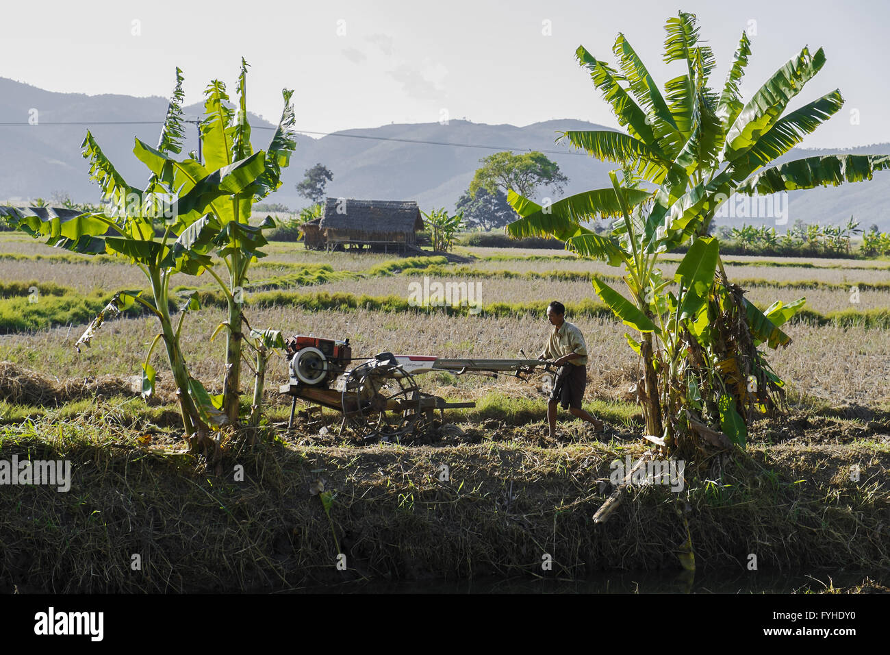 Farmer working on field, Nyaung Shwe, Myanmar Stock Photo - Alamy