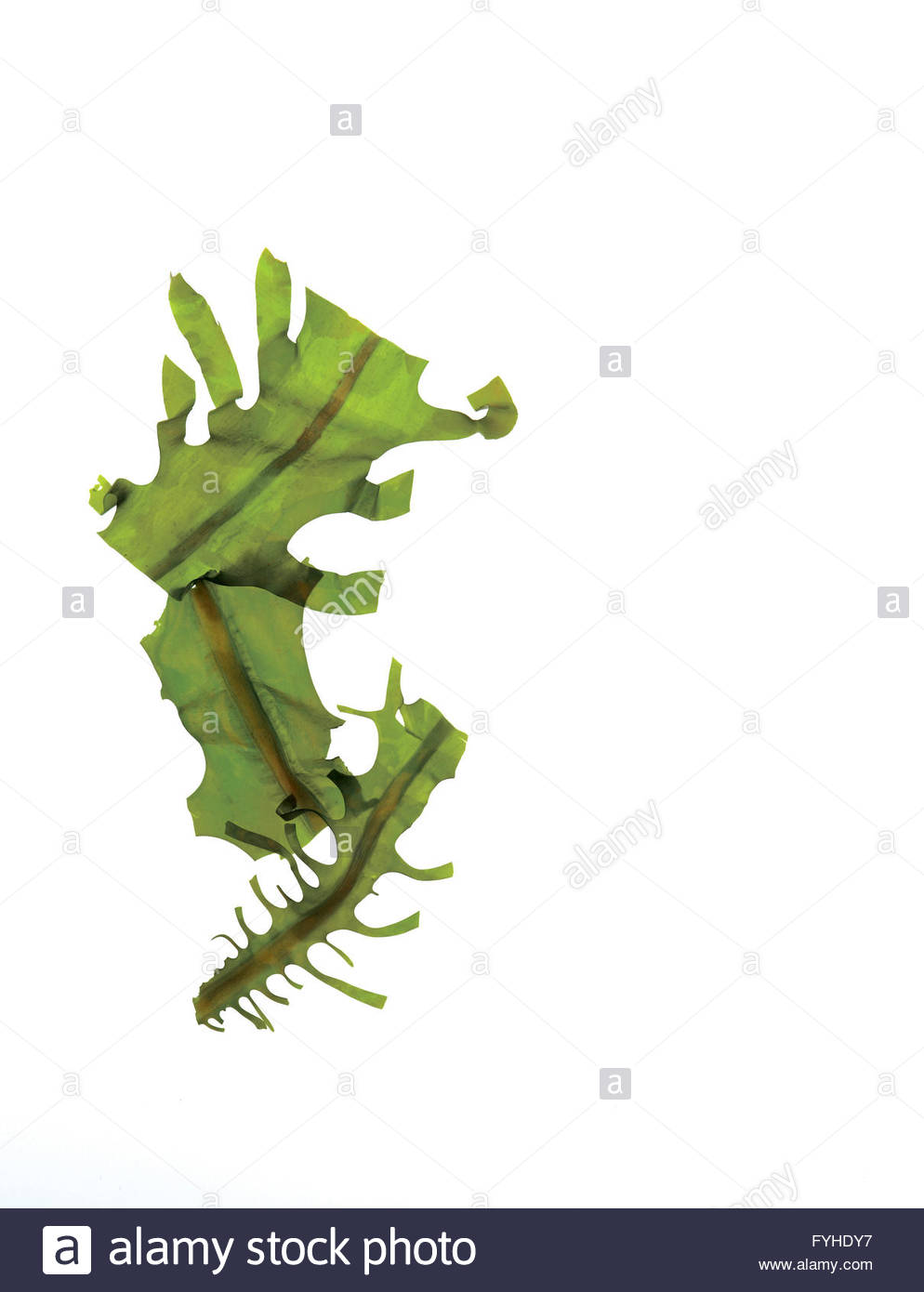Seaweed Cut Out Stock Photos & Seaweed Cut Out Stock Images - Alamy