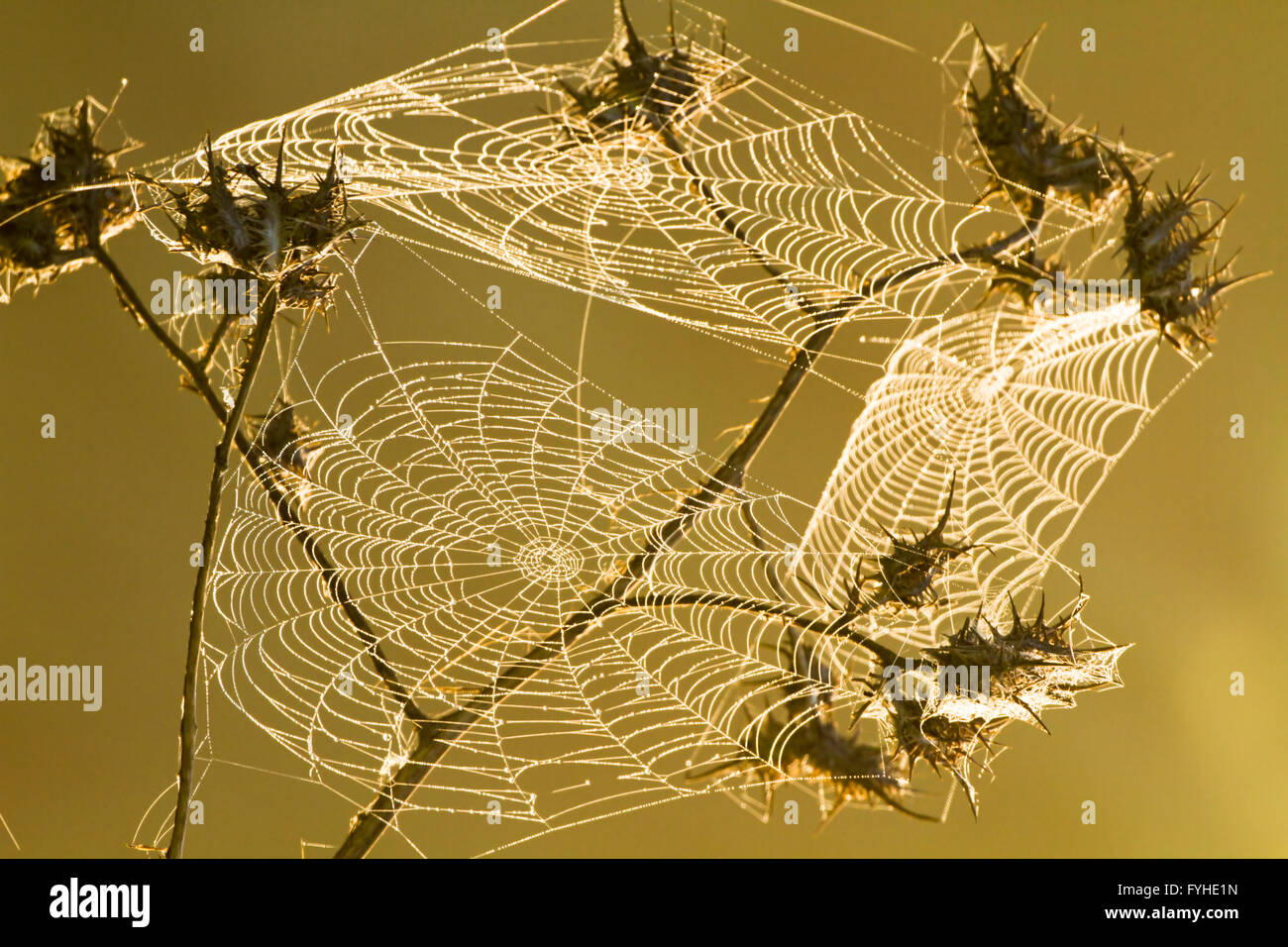 round spider web at sunset, Israel Stock Photo - Alamy