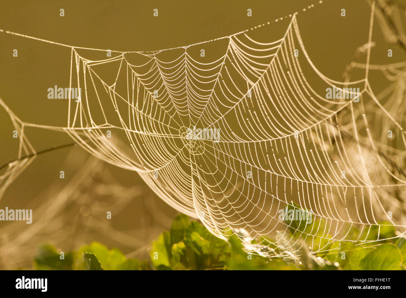 Round spider web hi-res stock photography and images - Alamy