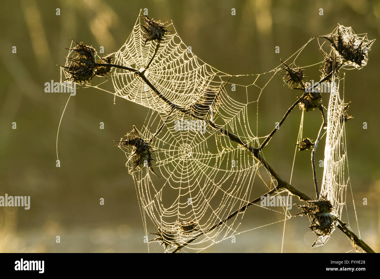 Spider web hi-res stock photography and images - Alamy