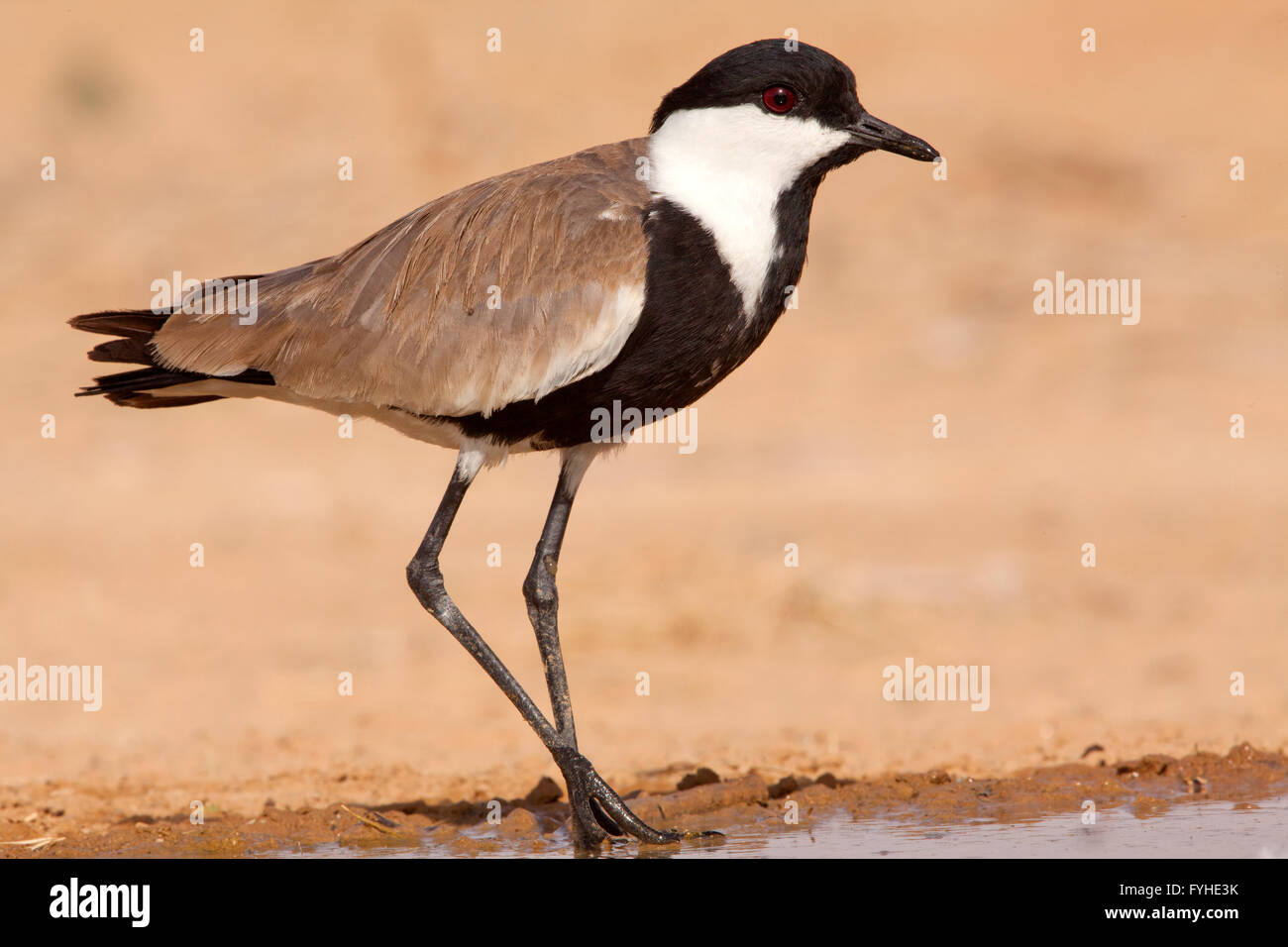 Spur-winged Lapwing (Vanellus spinosus) standing by the water, Northern ...