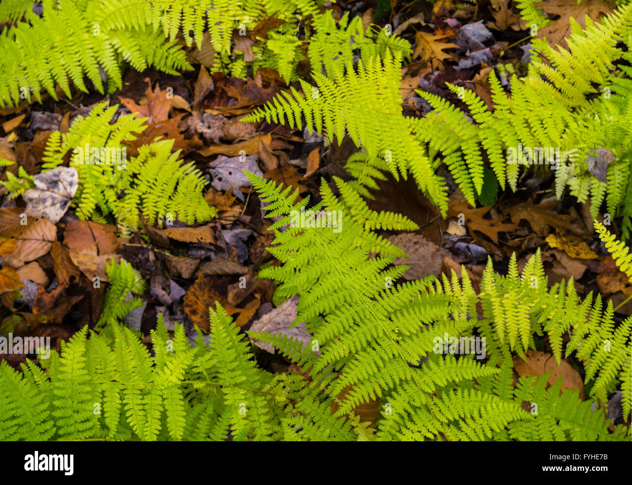 Foliage Ferns Hartland, Connecticut, USA Stock Photo - Alamy