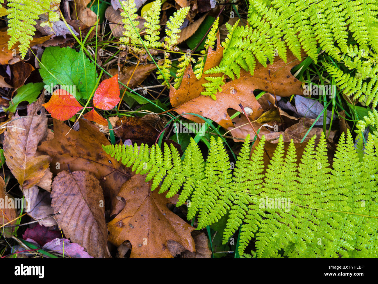 Foliage Ferns Hartland, Connecticut, USA Stock Photo - Alamy