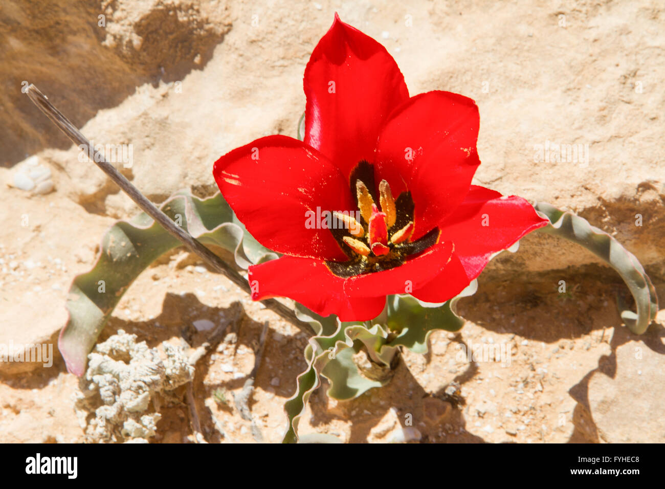 Tulip (tulipa systola) red spring flowers in the desert, Negev desert ...
