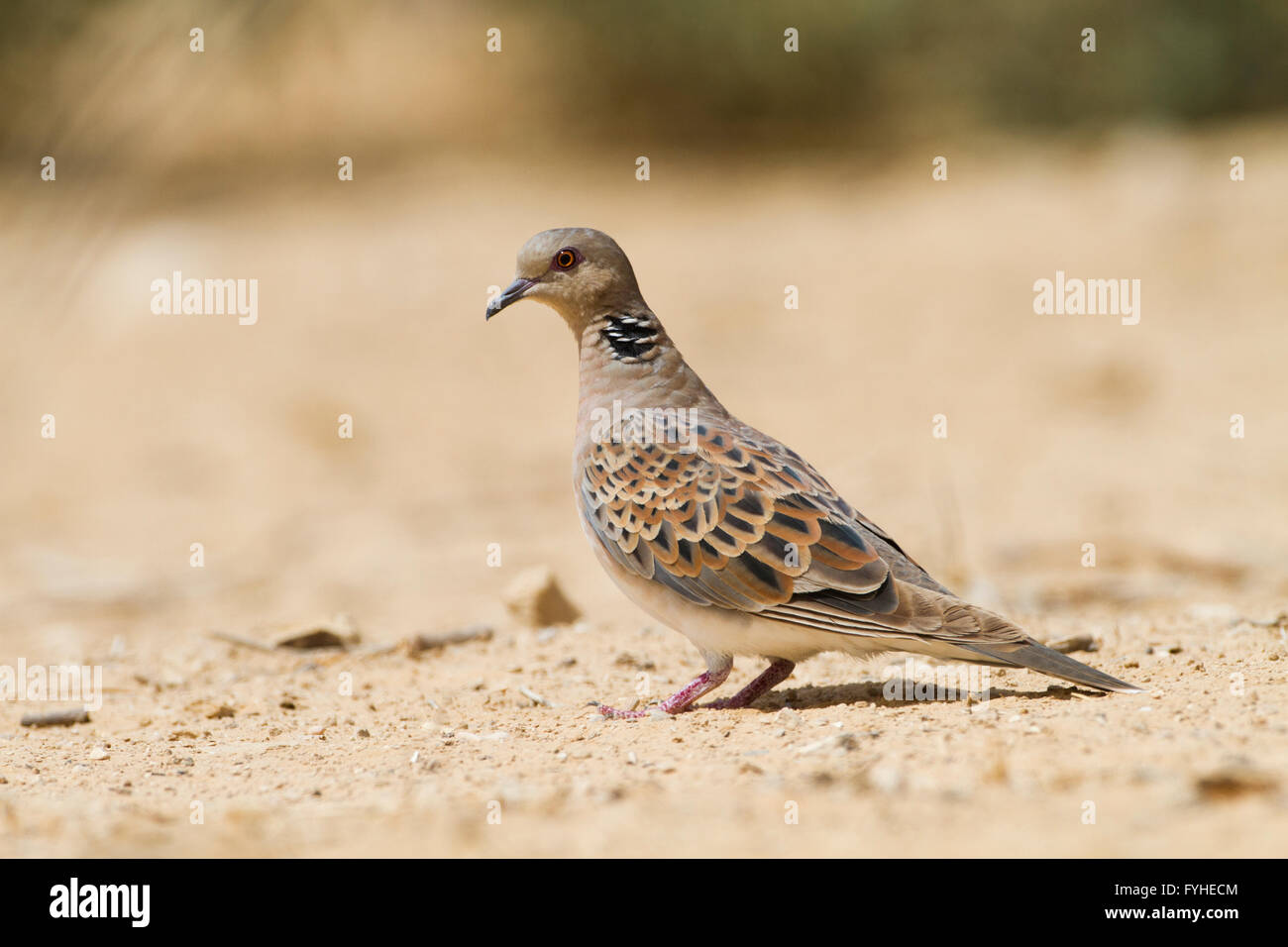 Turtle Dove (Streptopelia turtur) walking in the desert, negev, Israel ...