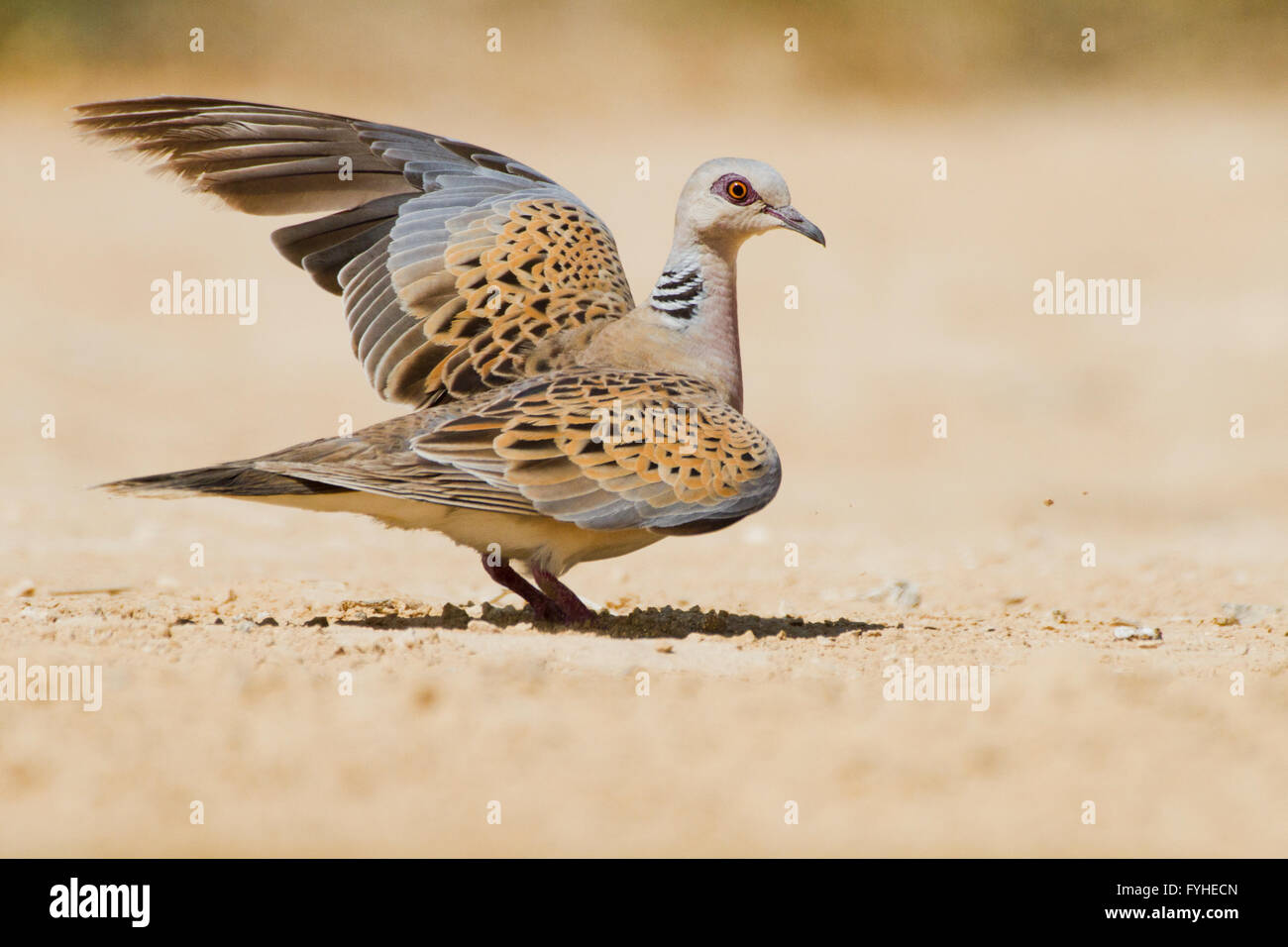 Turtle Dove (Streptopelia turtur) walking in the desert, negev, Israel ...