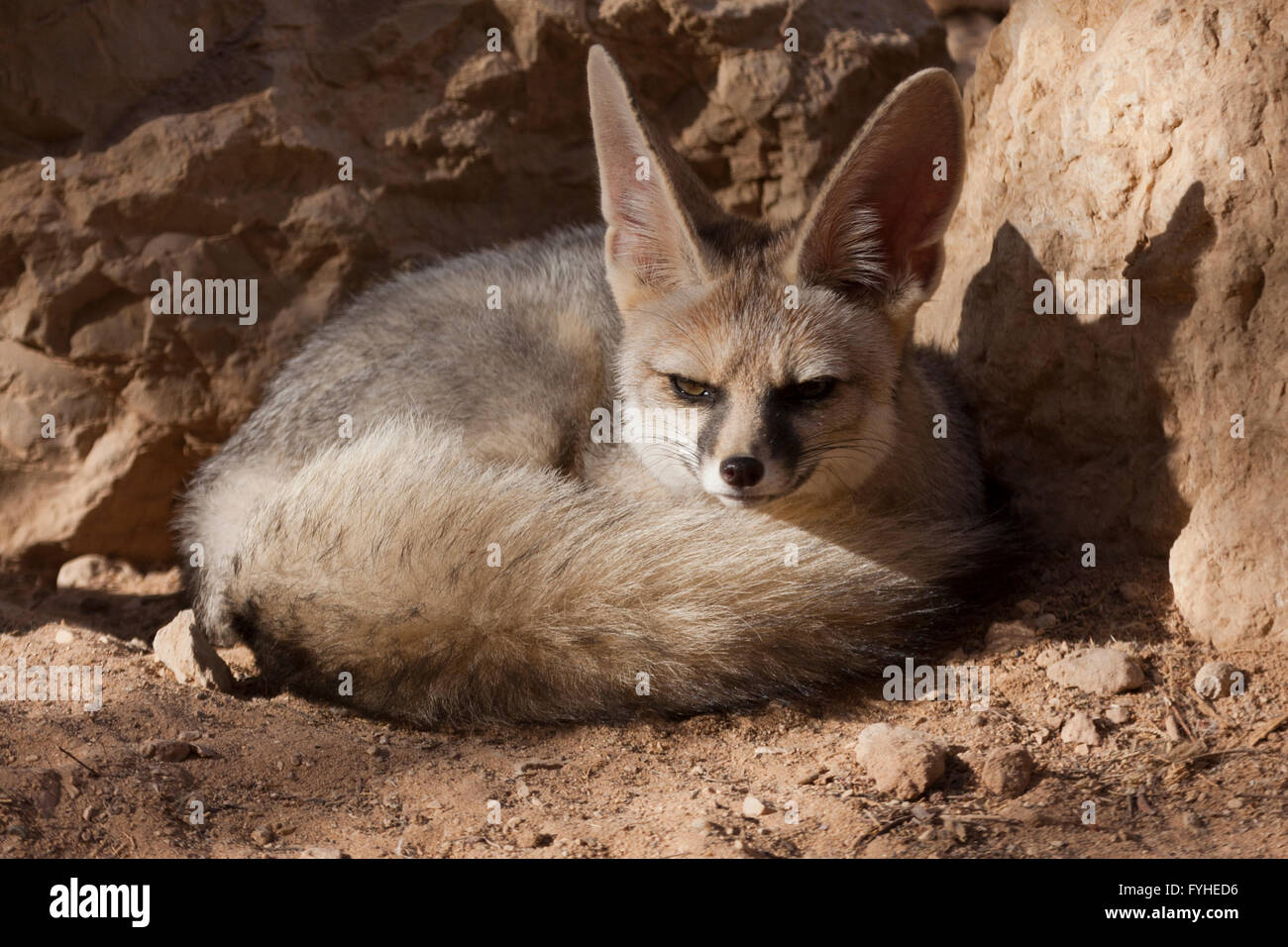 Israel, Negev Desert, Blanford's Fox (Vulpes cana) a small fox found in ...