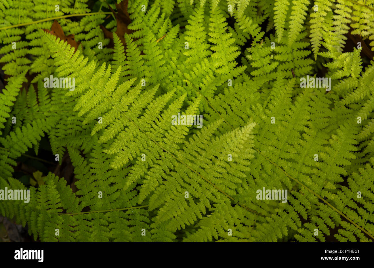 Ferns Ferns Hartland, Connecticut, USA Stock Photo - Alamy
