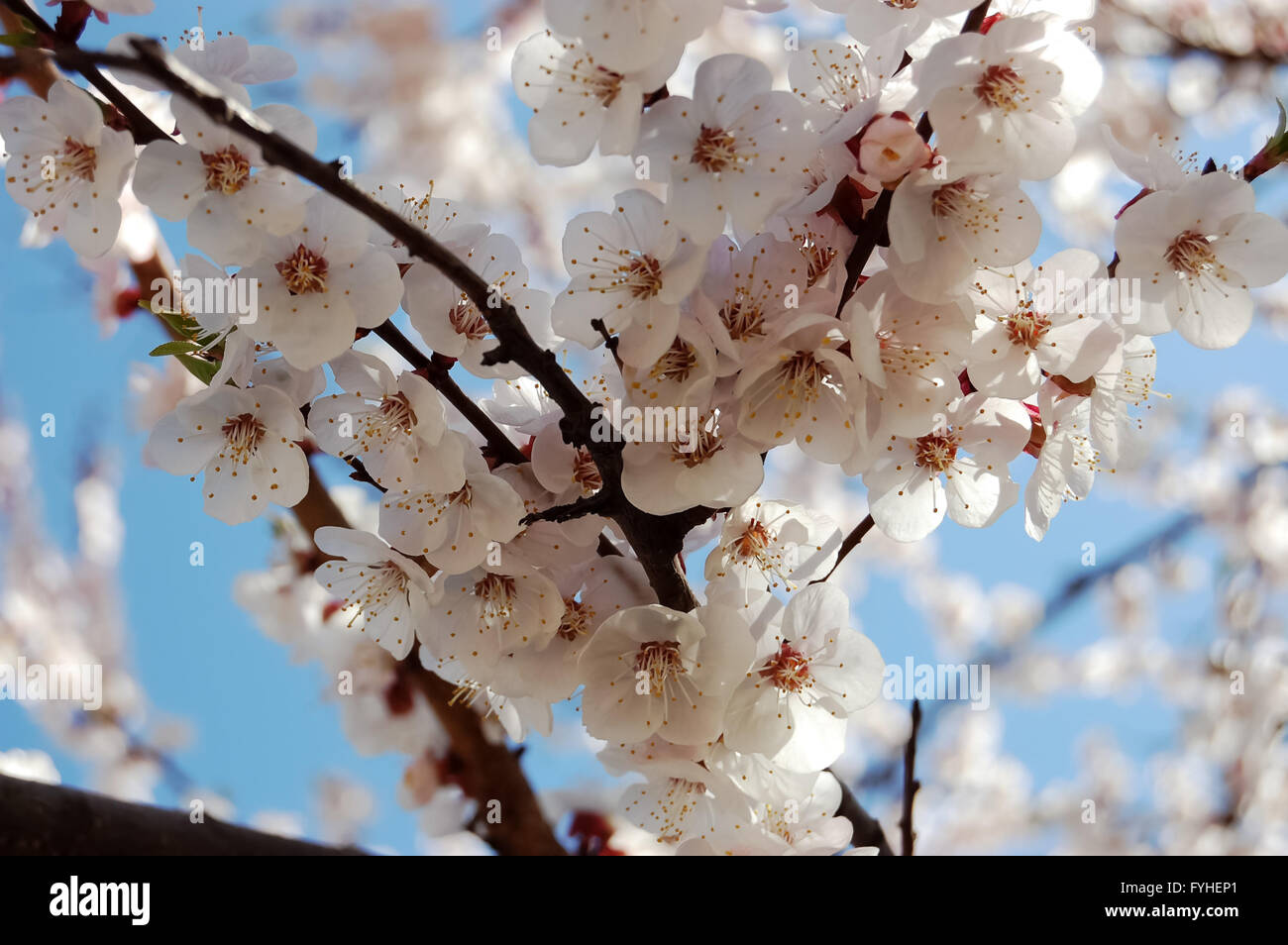 Flowers of apricot and blue sky in spring Stock Photo - Alamy