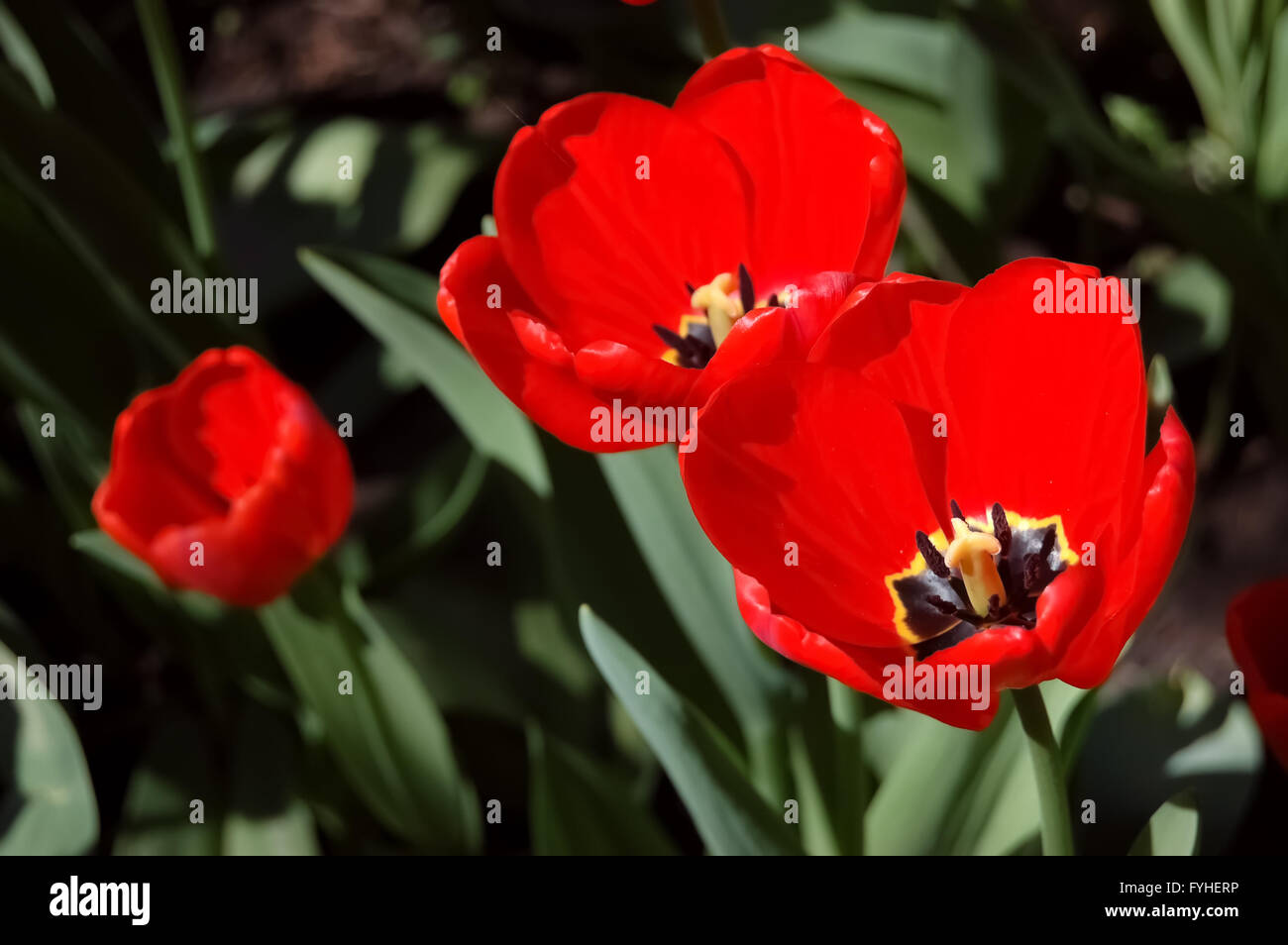Three red tulips Stock Photo - Alamy