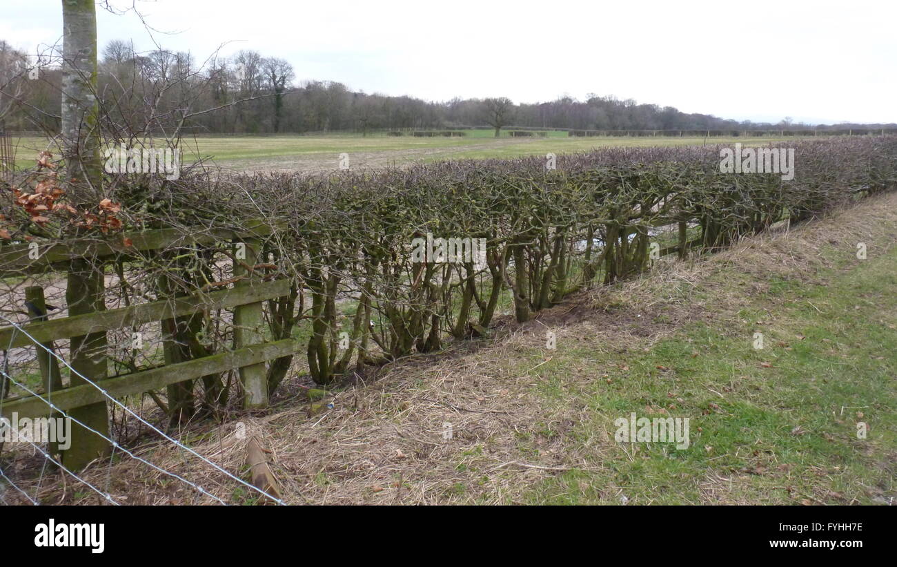 Newly Planted Hedgerow Stock Photo - Alamy