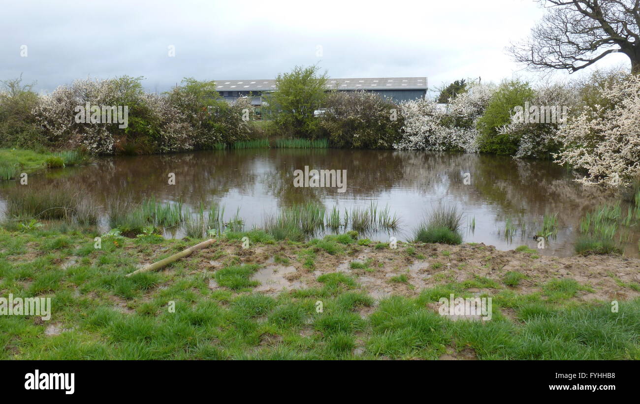Aquatic macrophytes hi-res stock photography and images - Alamy