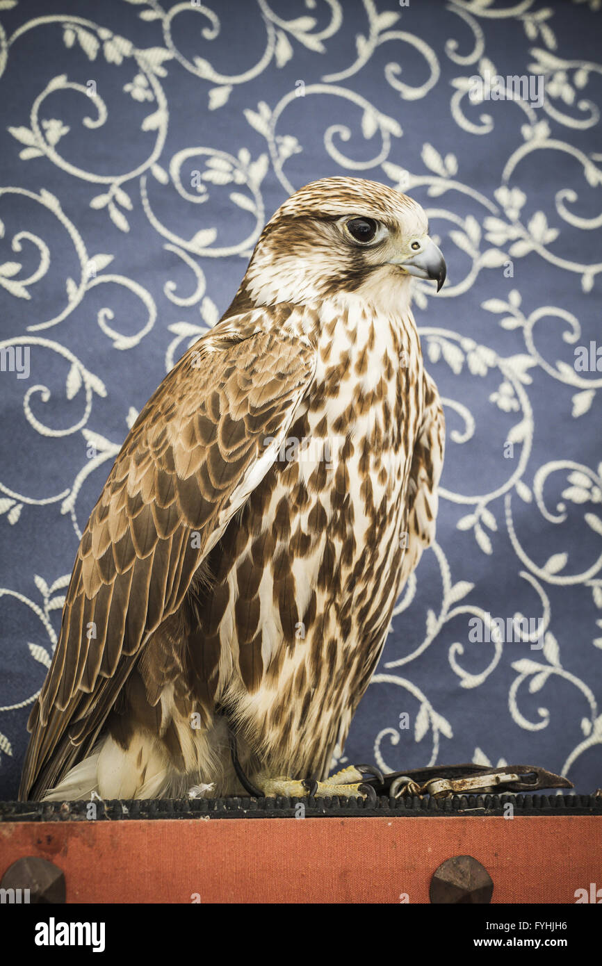 peregrine, falcon, medieval bird, wildlife concept Stock Photo - Alamy