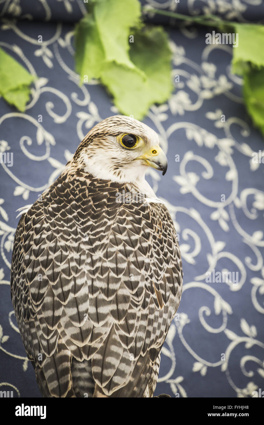 peregrine, falcon, medieval bird, wildlife concept Stock Photo - Alamy