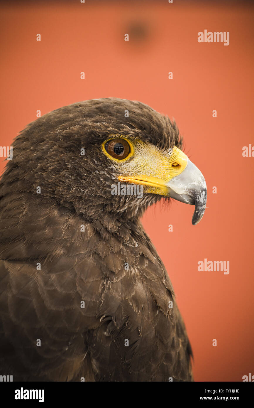 Black eagle head hi-res stock photography and images - Alamy