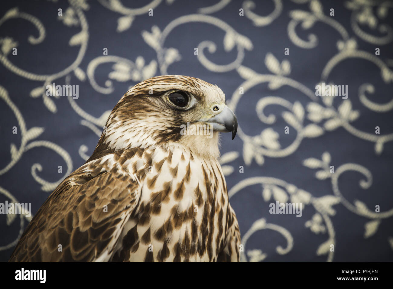 peregrine, falcon, medieval bird, wildlife concept Stock Photo - Alamy
