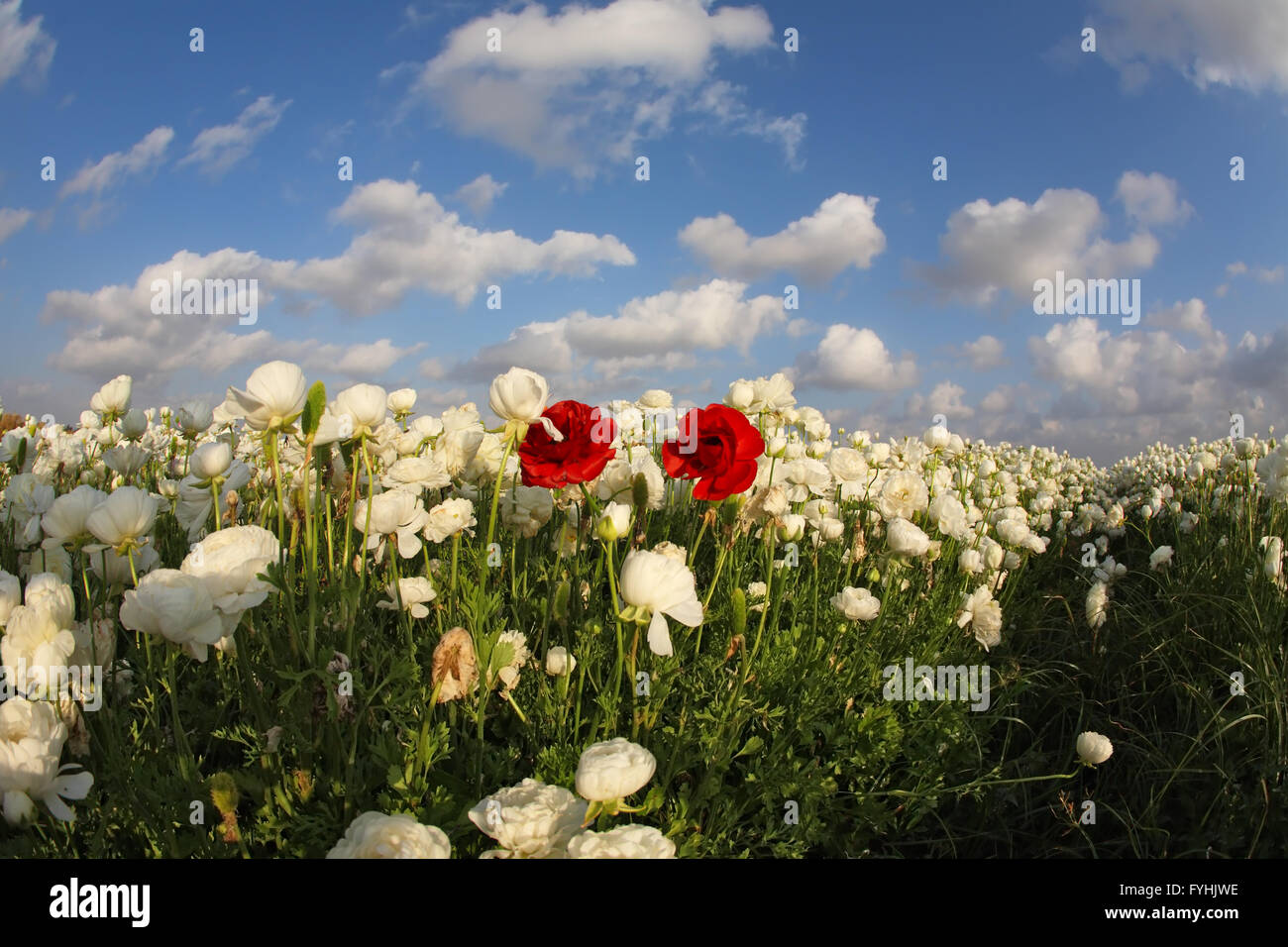 The spring field of blossoming white and red flowers photographed by a ...