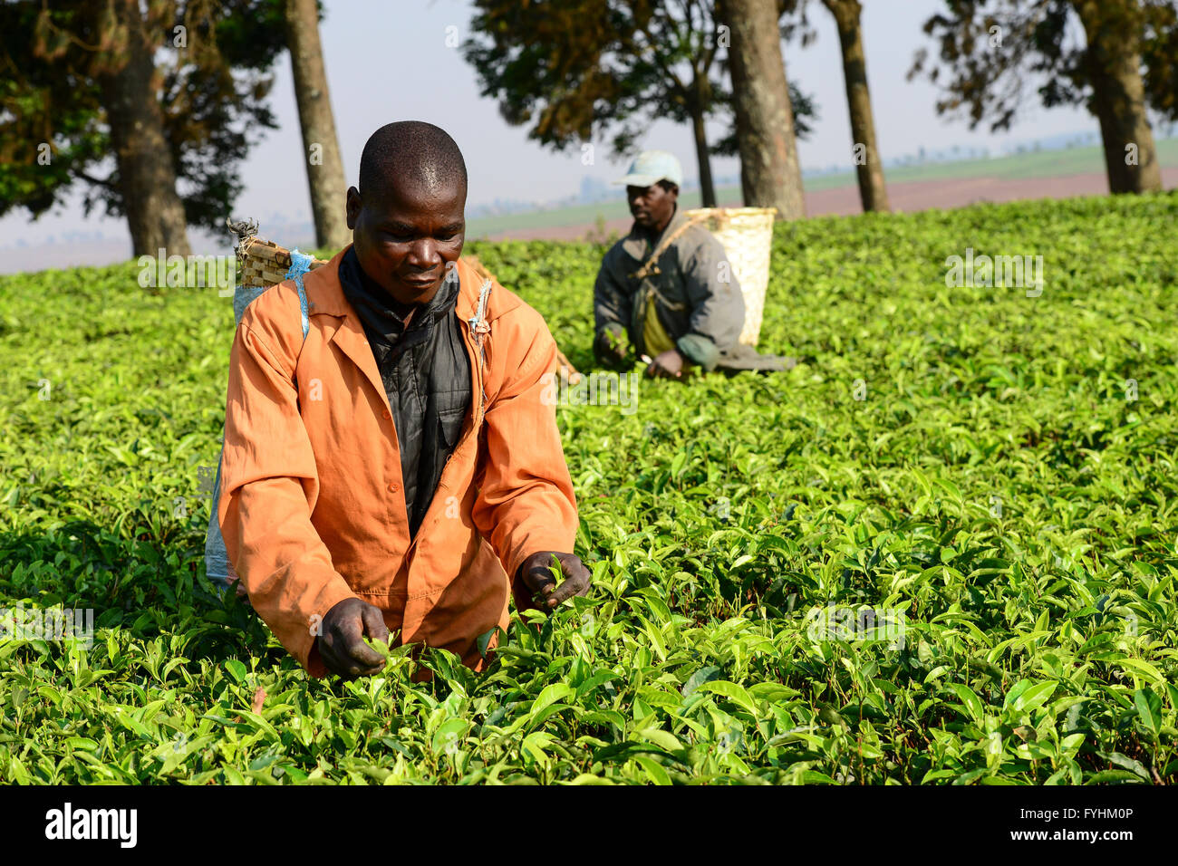 Fair Trade Tea Leaves High Resolution Stock Photography and Images - Alamy