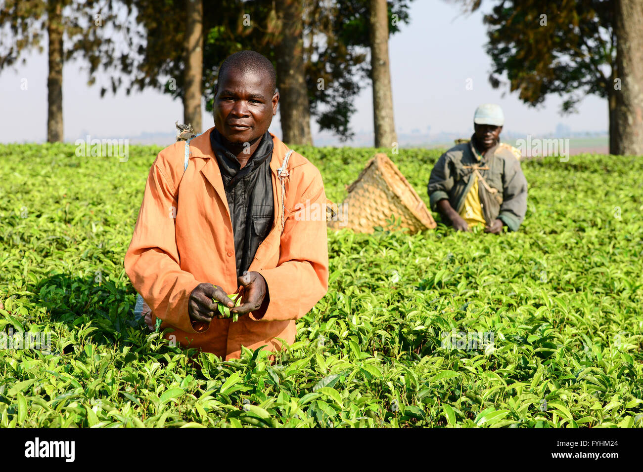Malawi, Thyolo, Makandi Tea Estate, a fair trade tea plantation, farm ...