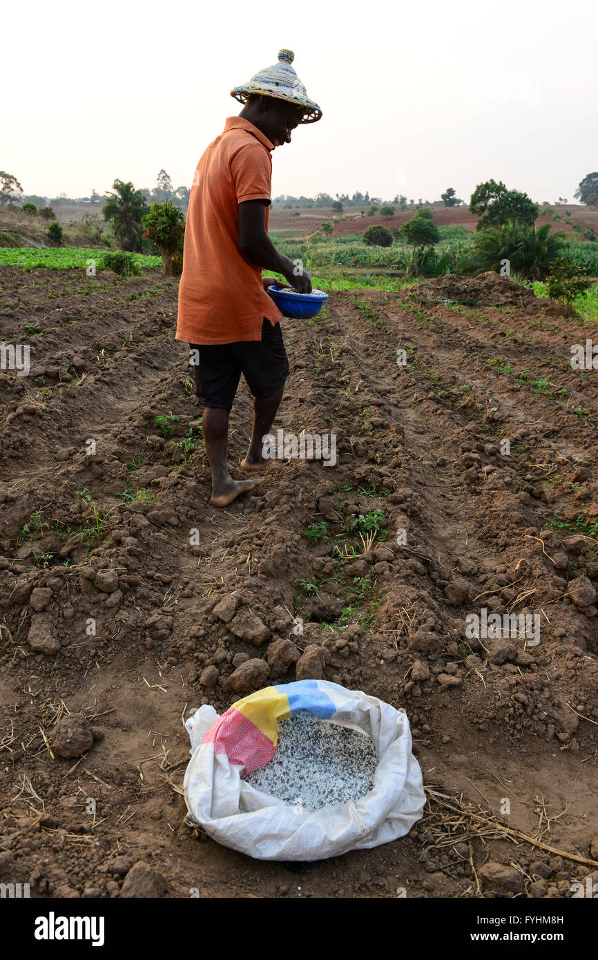 MALAWI, Thyolo, village Samuti, Farmer applies synthetic fertilizer in ...