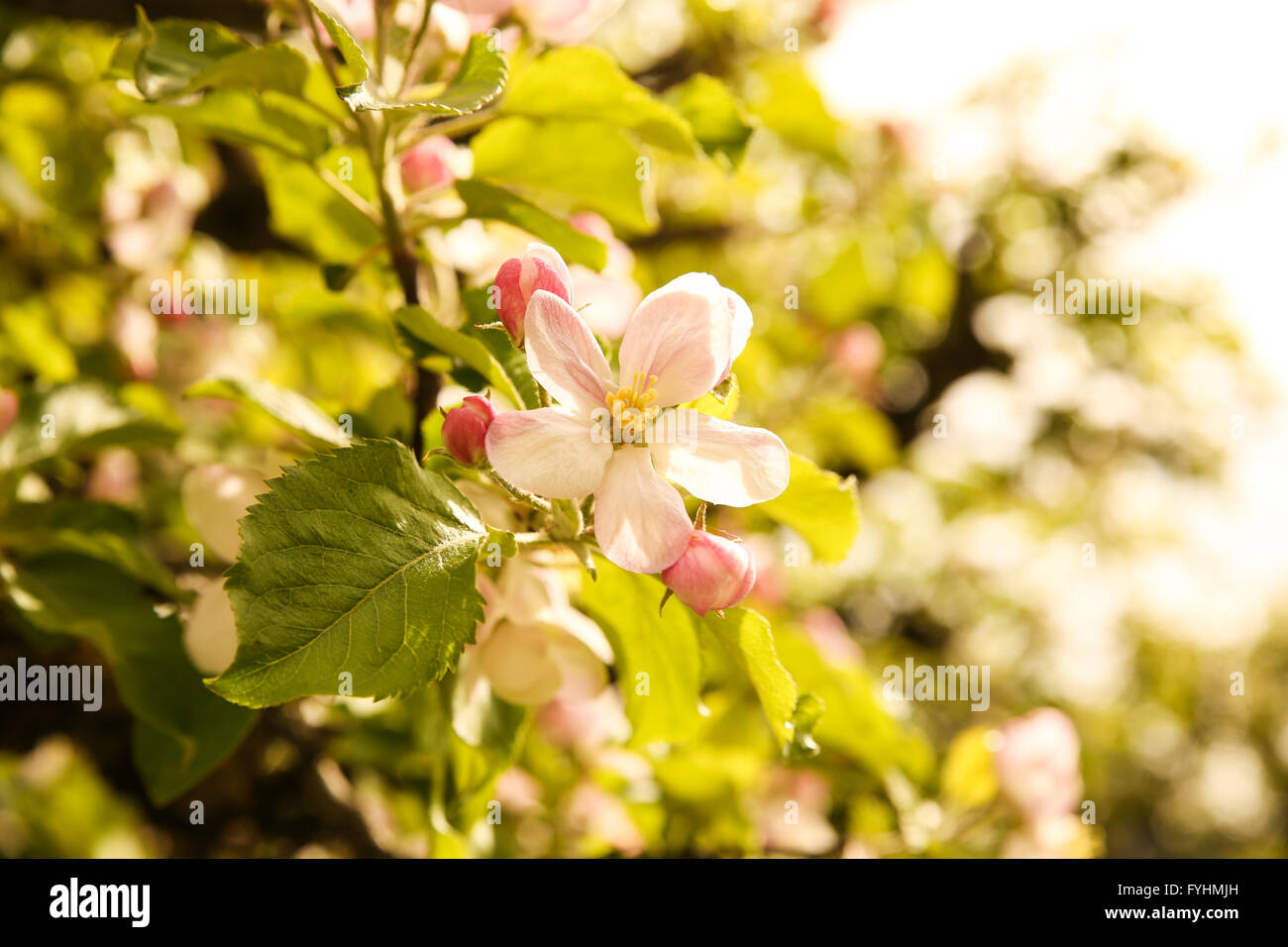 Blooming Apple tree Stock Photo - Alamy