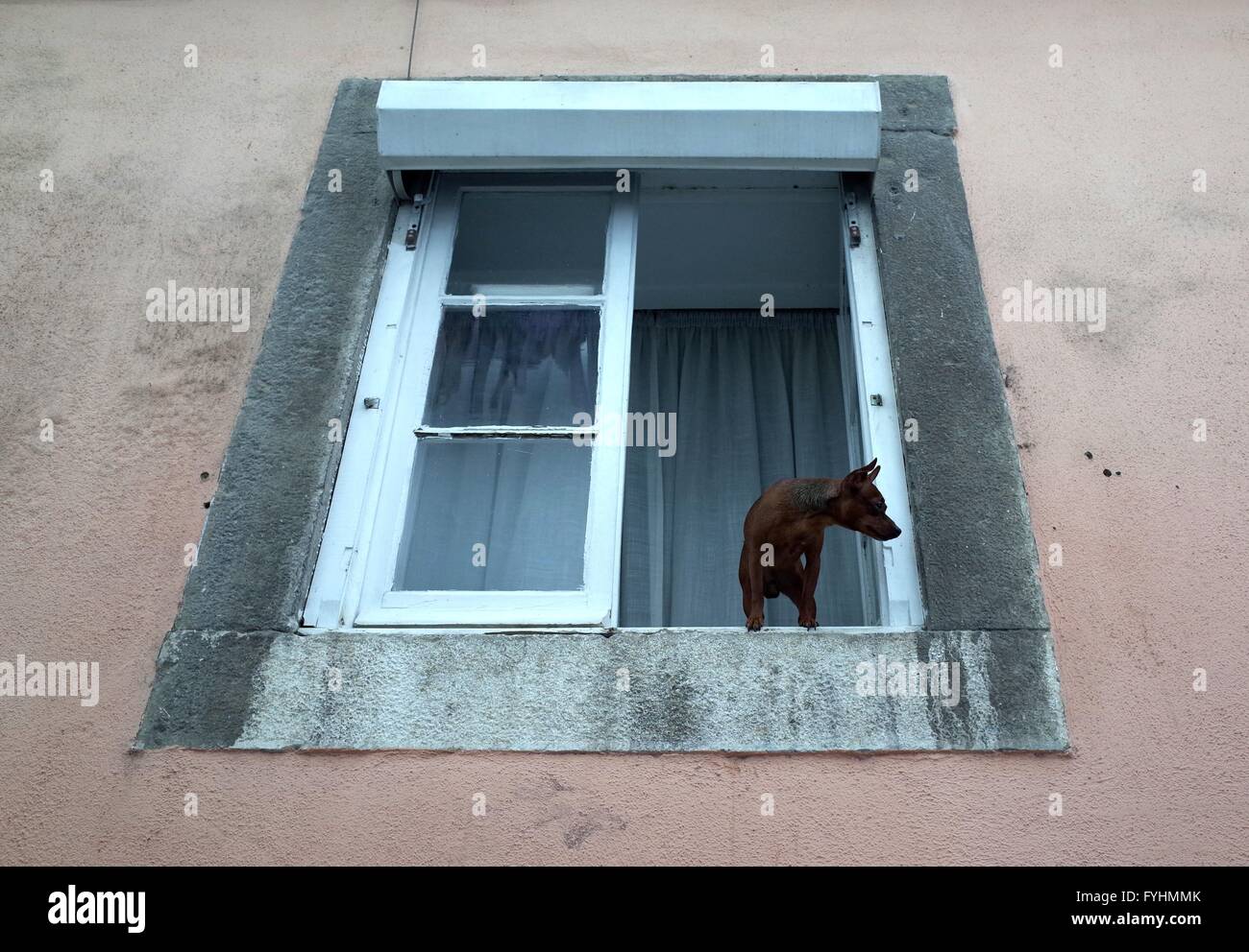Small dog looking out of first floor window in Lisbon, Portugal ...