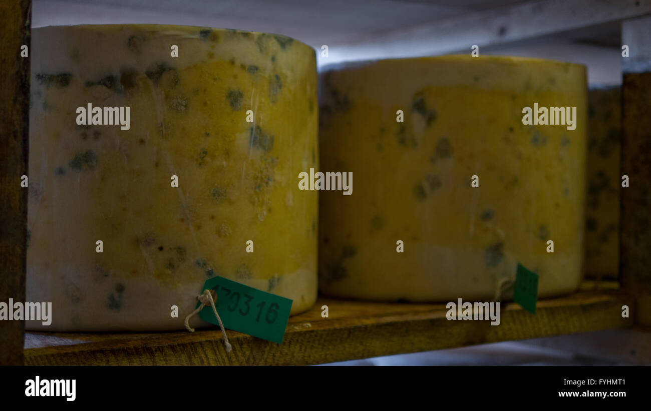 Old cheese wheel hi-res stock photography and images - Alamy